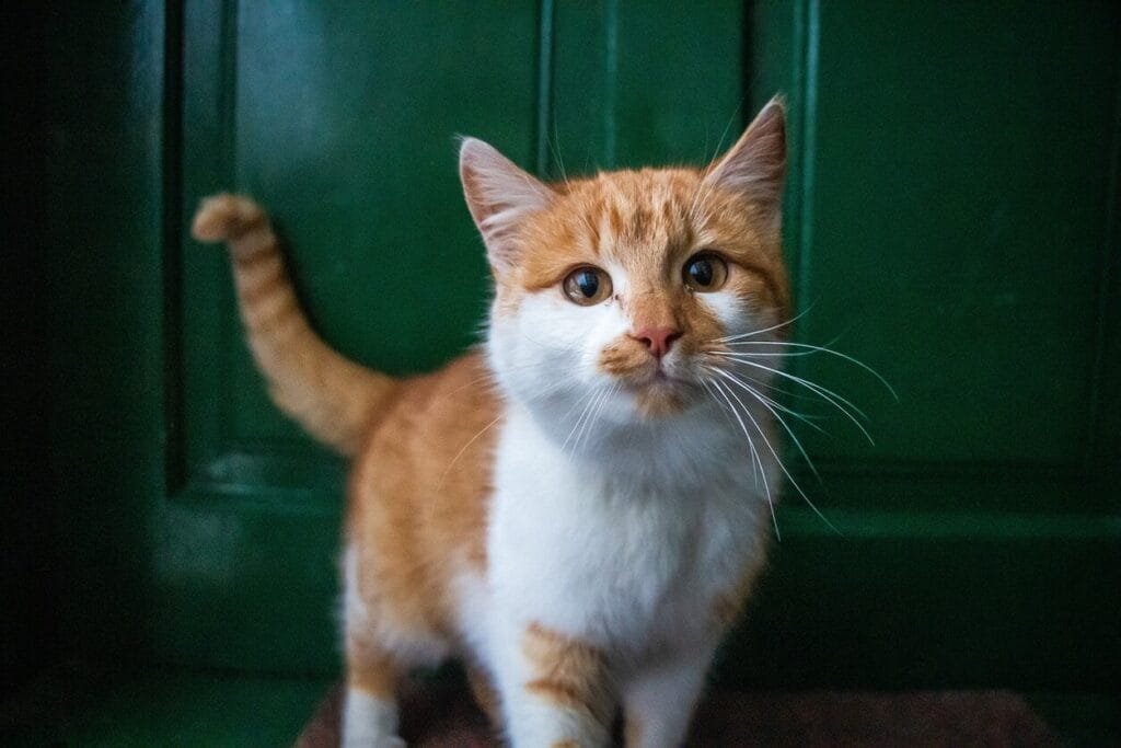 Chat roux : caractère, génétique et secrets révélés