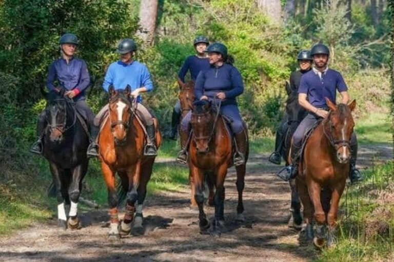 FFE SIF : La plateforme ultime pour gérer vos activités équestres - HES ...